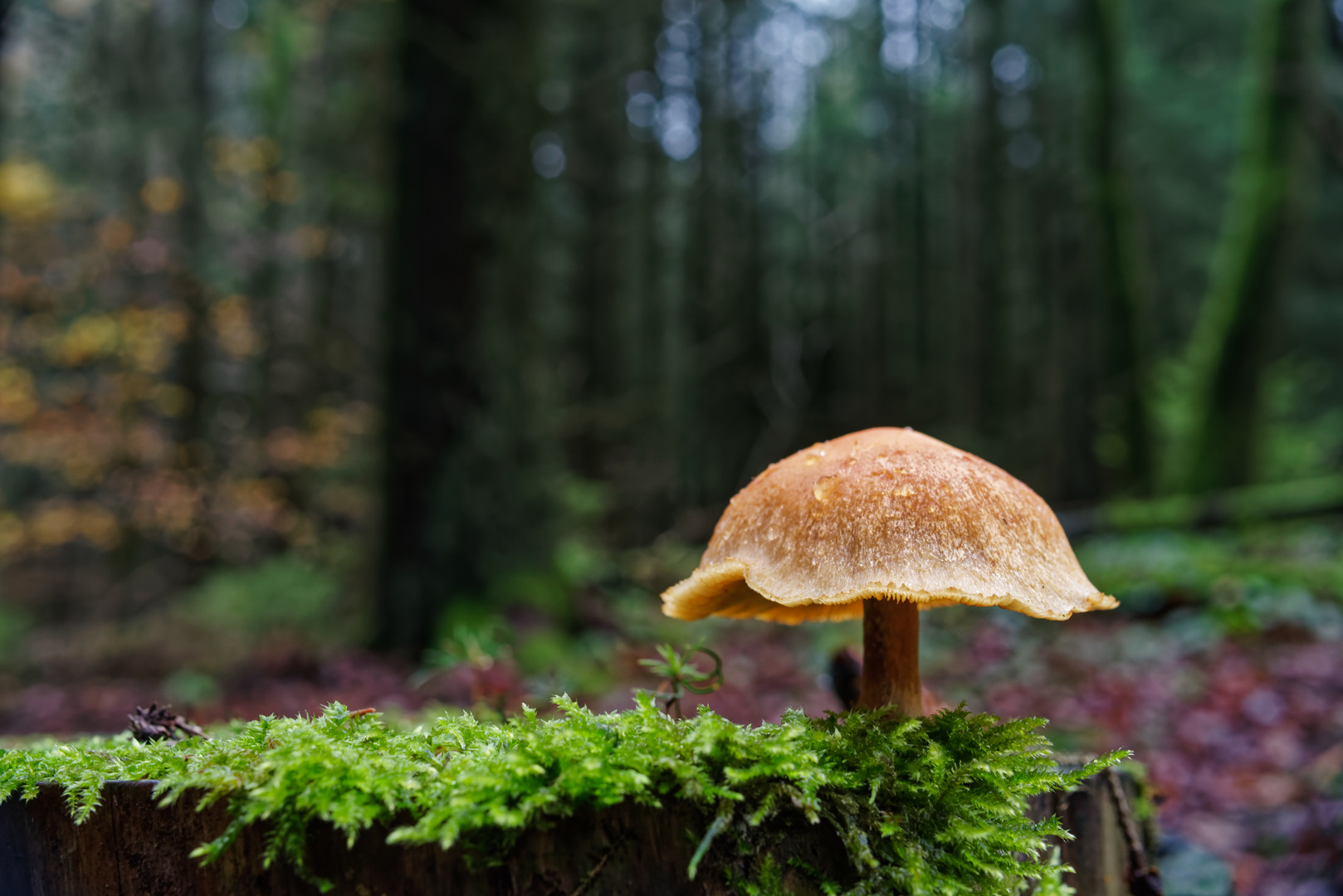 Winzling mit großem Hut Foto & Bild | pflanzen, pilze & flechten ...