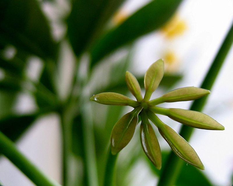Winzling Schefflera Foto & Bild | pflanzen, pilze & flechten, blüten ...