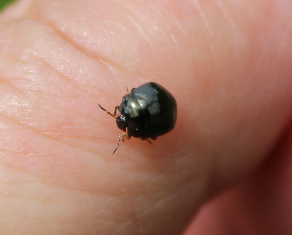 Winzling vom Juni Foto & Bild | insekten, natur, tiere Bilder auf ...