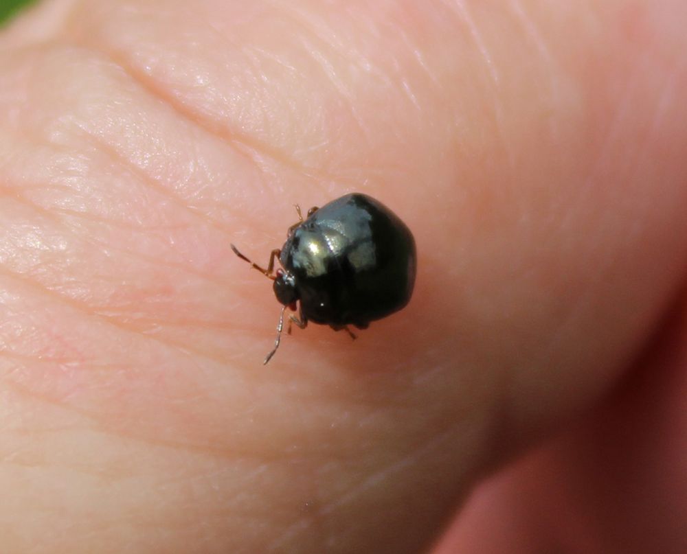 Winzling vom Juni Foto & Bild | insekten, natur, tiere Bilder auf ...