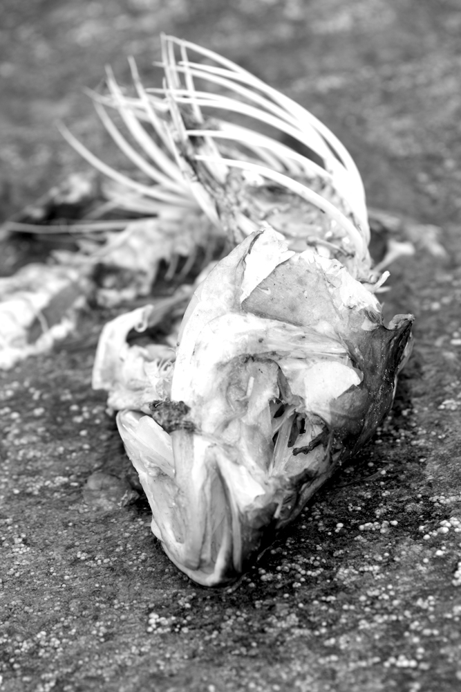 Wir bitten..... Foto & Bild | sonstiges, totes, natur Bilder auf ...