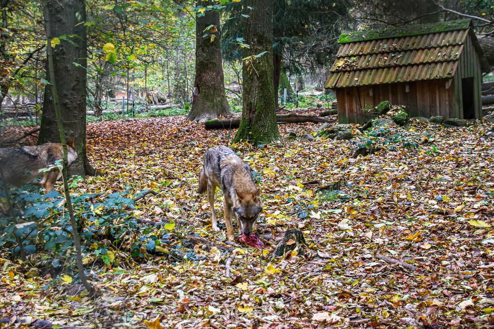 Wir hatten das Glück..... Foto & Bild | tiere, zoo, wildpark & falknerei, wildpark besuche ...