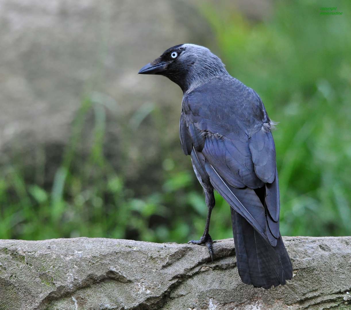 Wir lieben DOHLEN !!! Foto & Bild | tiere, wildlife, wild lebende vögel ...