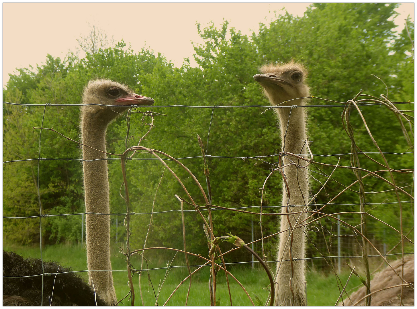 Wir sehen alles Foto & Bild | tiere, zoo, wildpark & falknerei, vögel ...