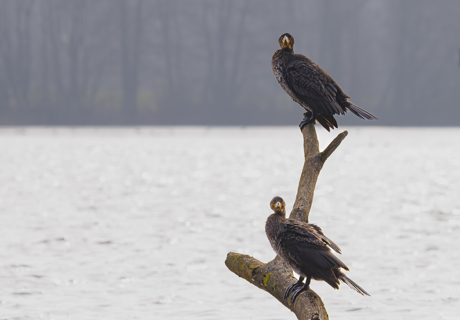 "Wir sehen dich." Foto & Bild | tiere, wildlife, wild lebende vögel Bilder auf fotocommunity