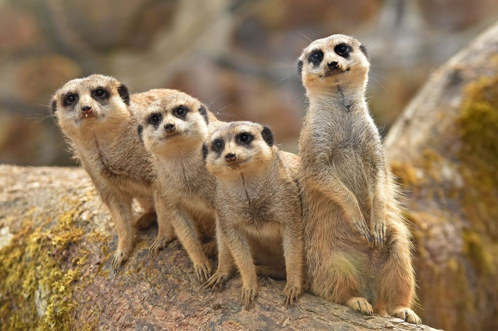 Wir wollten nur mal kurz gucken Foto & Bild | tiere, zoo, wildpark & falknerei, säugetiere ...