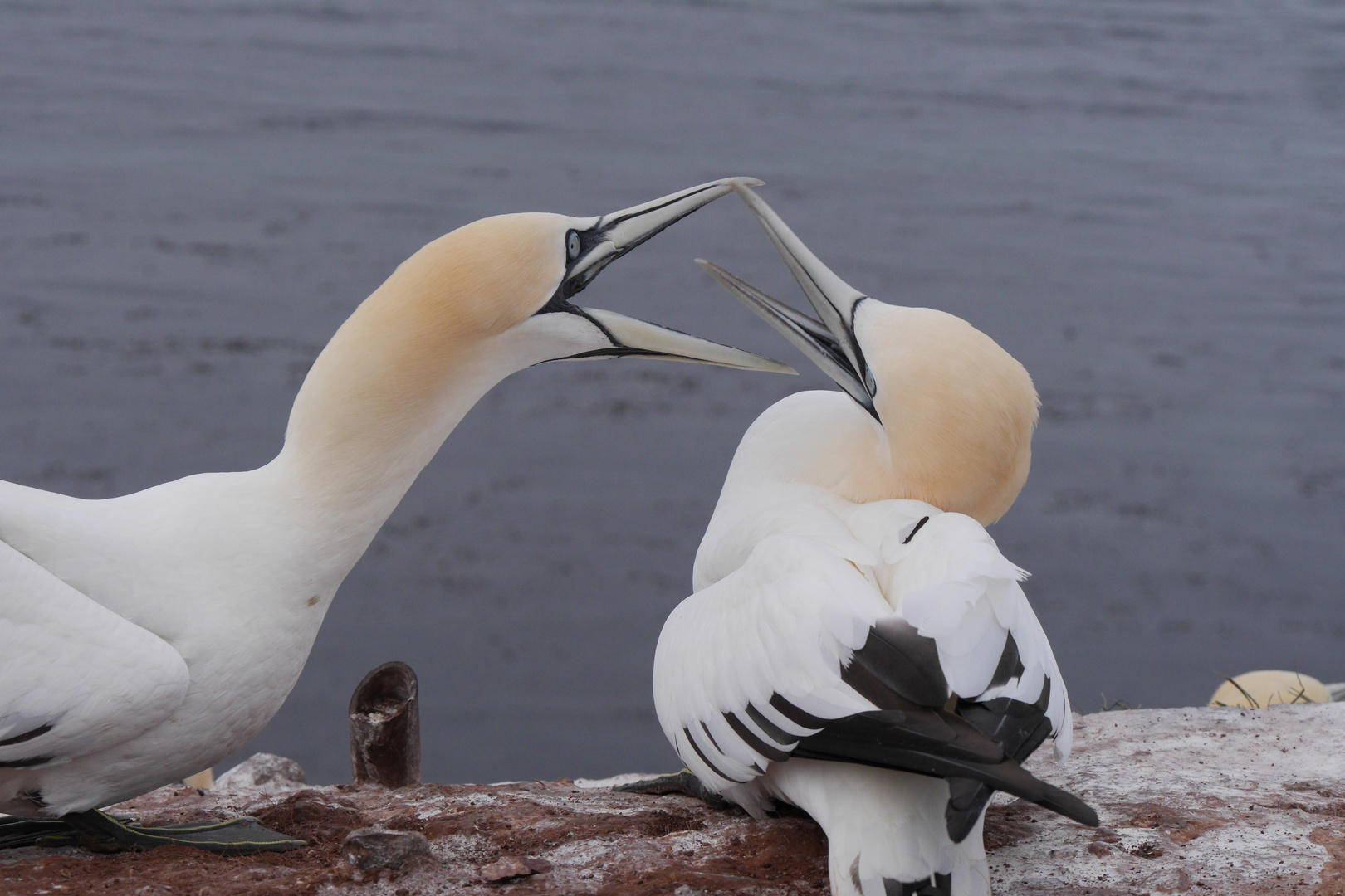 wird Streit Foto & Bild | frühling, vögel, wildlife Bilder auf ...