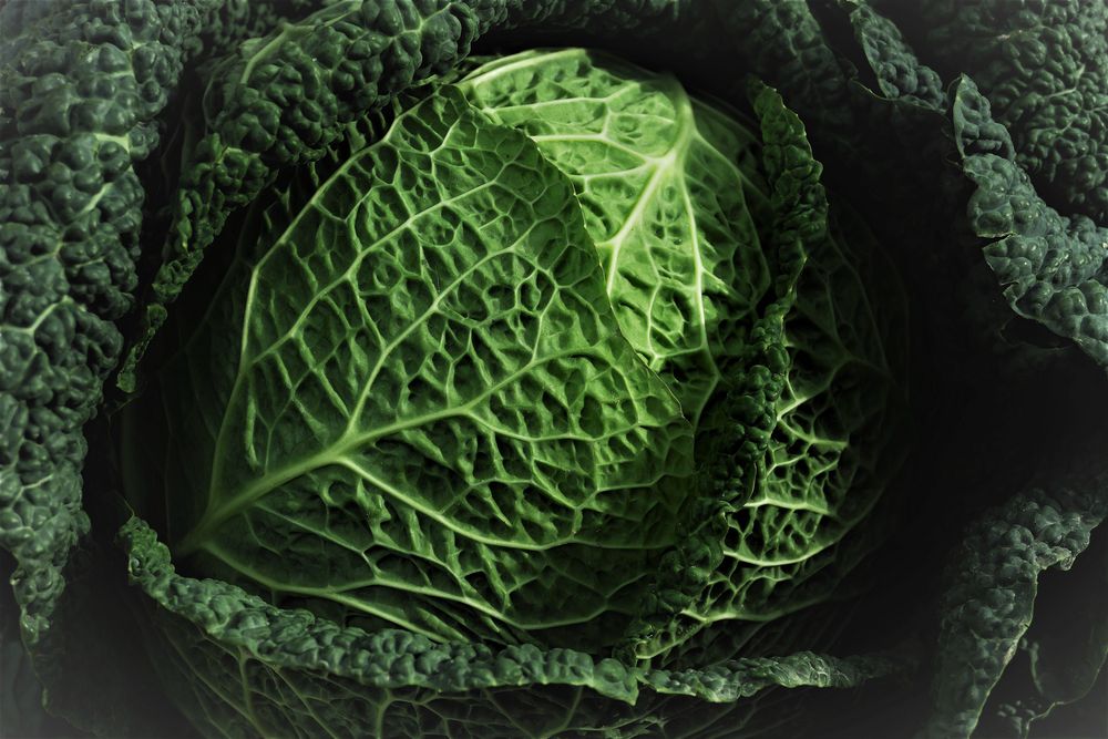 Wirsing Foto & Bild | food, makro, stillleben Bilder auf fotocommunity