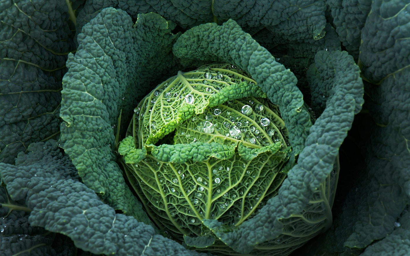 Wirsing - 2 - Foto & Bild | allerlei, natur, pflanzen Bilder auf ...