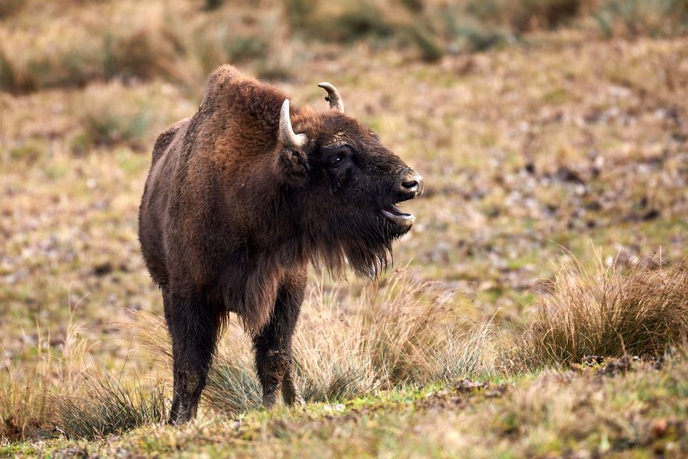 Wisent Foto & Bild | tiere, natur, pflanzen Bilder auf fotocommunity