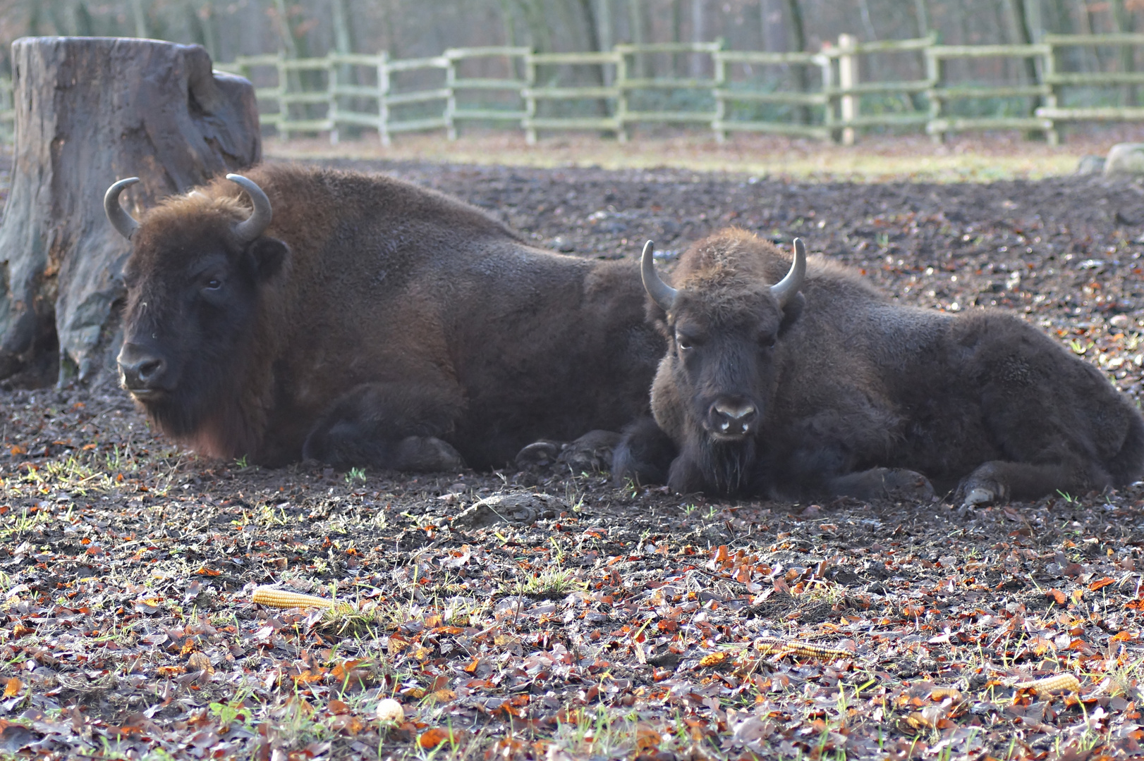 Wisent 2 Foto & Bild | tiere, zoo, wildpark & falknerei, säugetiere ...