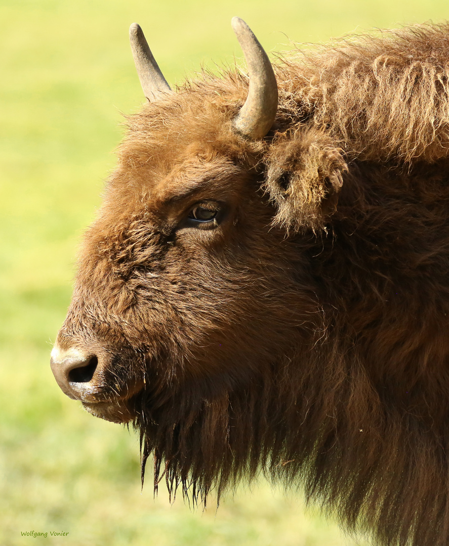 Wisent Foto & Bild | tiere, zoo, wildpark & falknerei, säugetiere ...