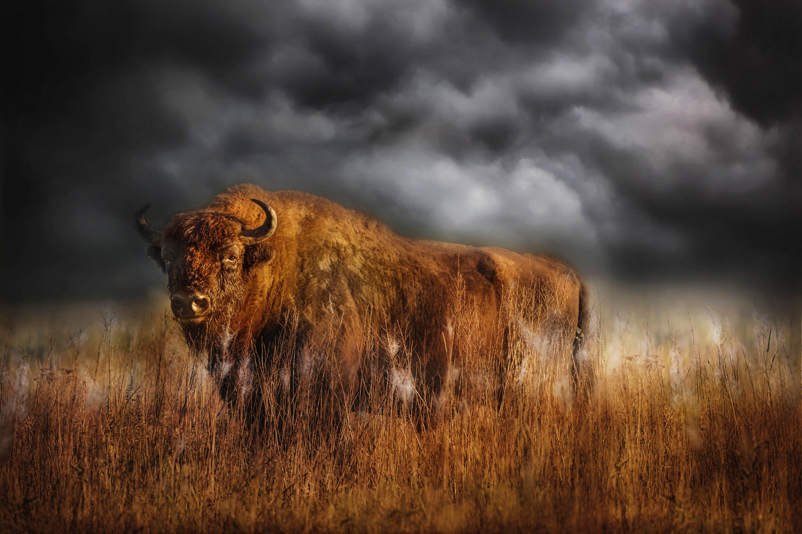 Wisent Foto & Bild | tiere, wildlife, säugetiere Bilder auf fotocommunity