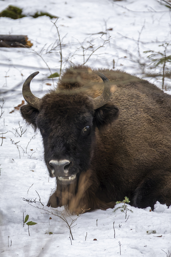 Wisent Foto & Bild | tiere, wildlife, wildlife: sonstige tiere Bilder ...