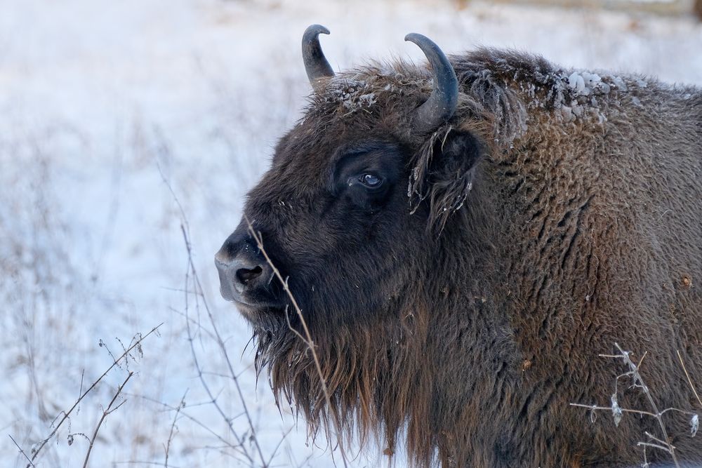 Wisent Foto & Bild | deutschland, europe, thüringen Bilder auf ...