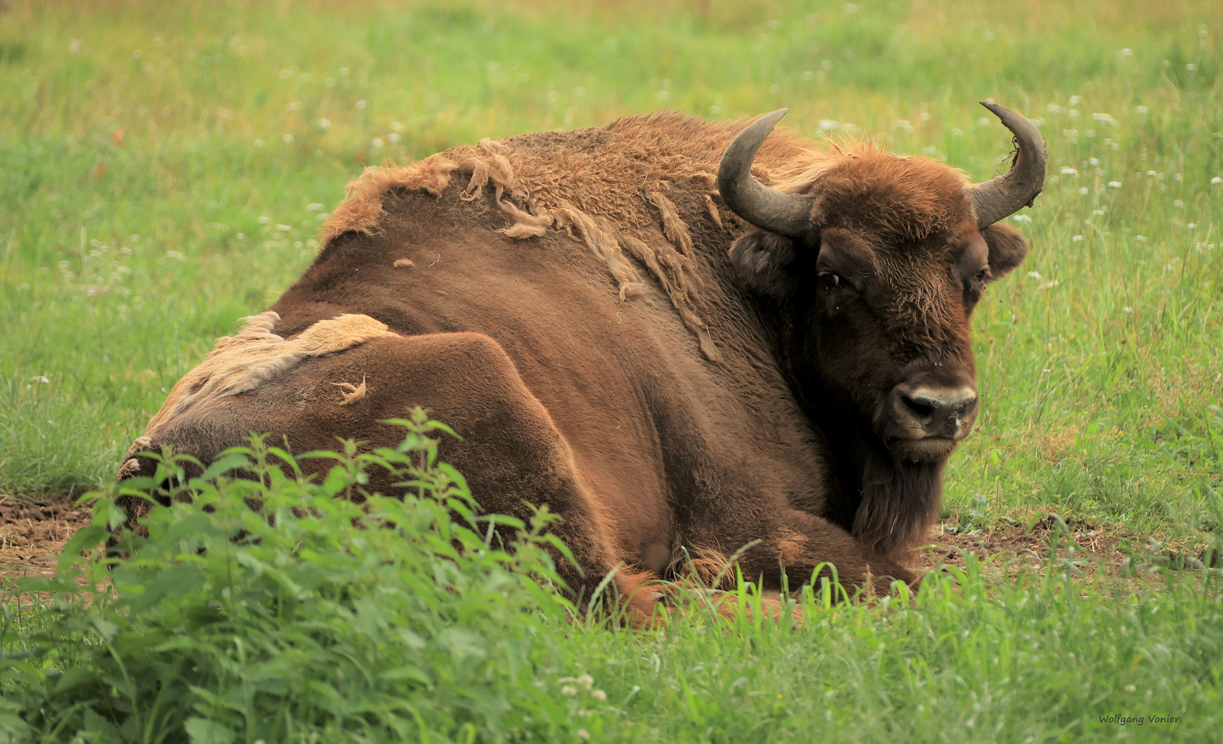 Wisent Foto & Bild | tiere, zoo, wildpark & falknerei, säugetiere ...