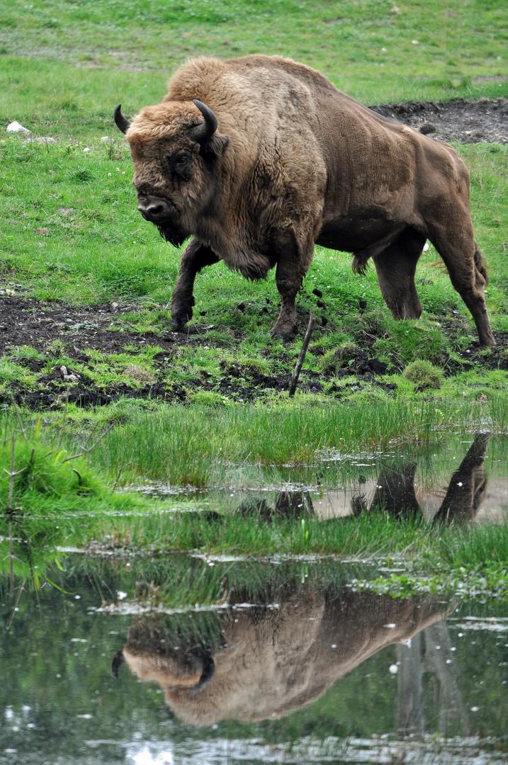 Wisent Foto & Bild | tiere, zoo, wildpark & falknerei, natur Bilder auf ...