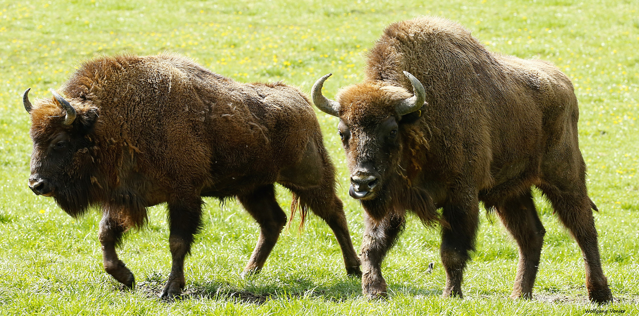 Wisent Foto & Bild | tiere, zoo, wildpark & falknerei, säugetiere ...