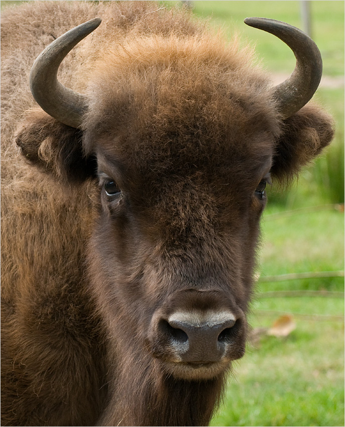 Wisent (Bison bonasus) Foto & Bild | tiere, zoo, wildpark & falknerei ...