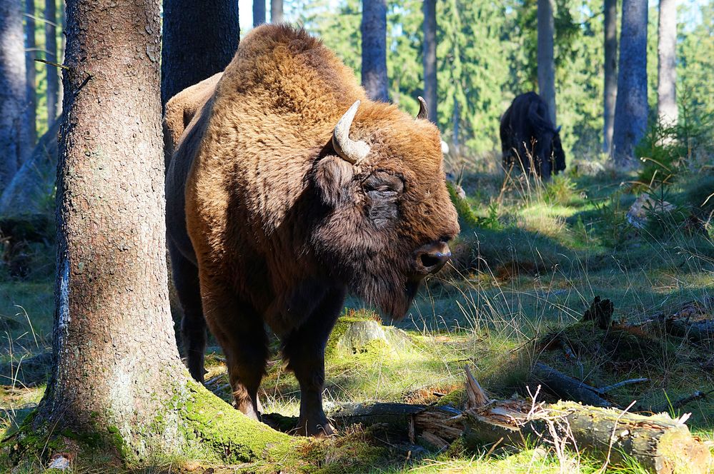 Wisent-Bulle am Rothaarsteig Foto & Bild | tiere, zoo, wildpark ...