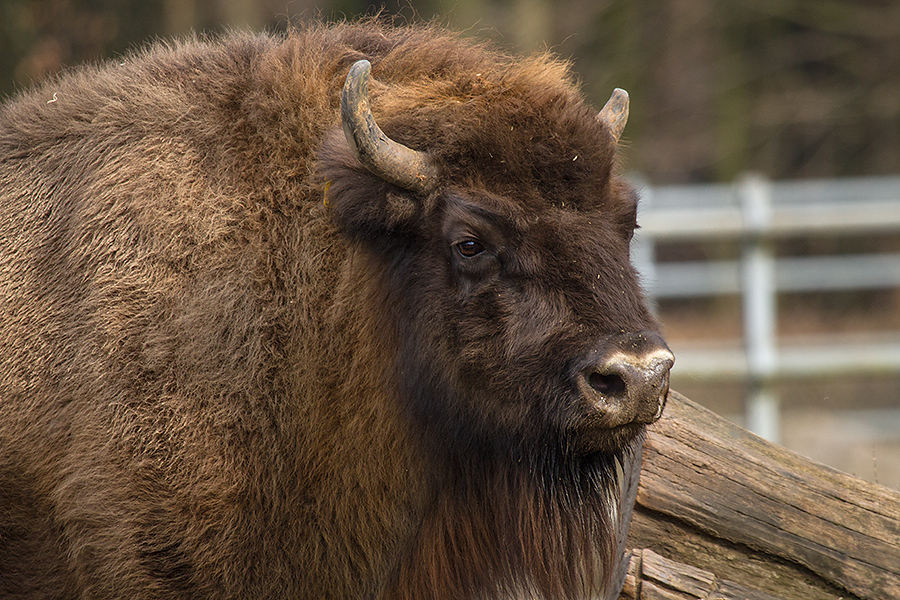 Wisent Foto & Bild | tiere, zoo, wildpark & falknerei, säugetiere ...