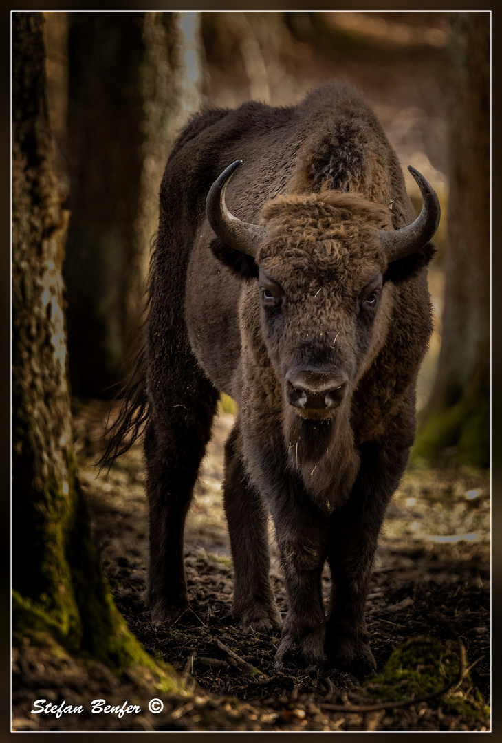 Wisent in Wittgenstein 2 Foto & Bild | tiere, wildlife, wildlife ...