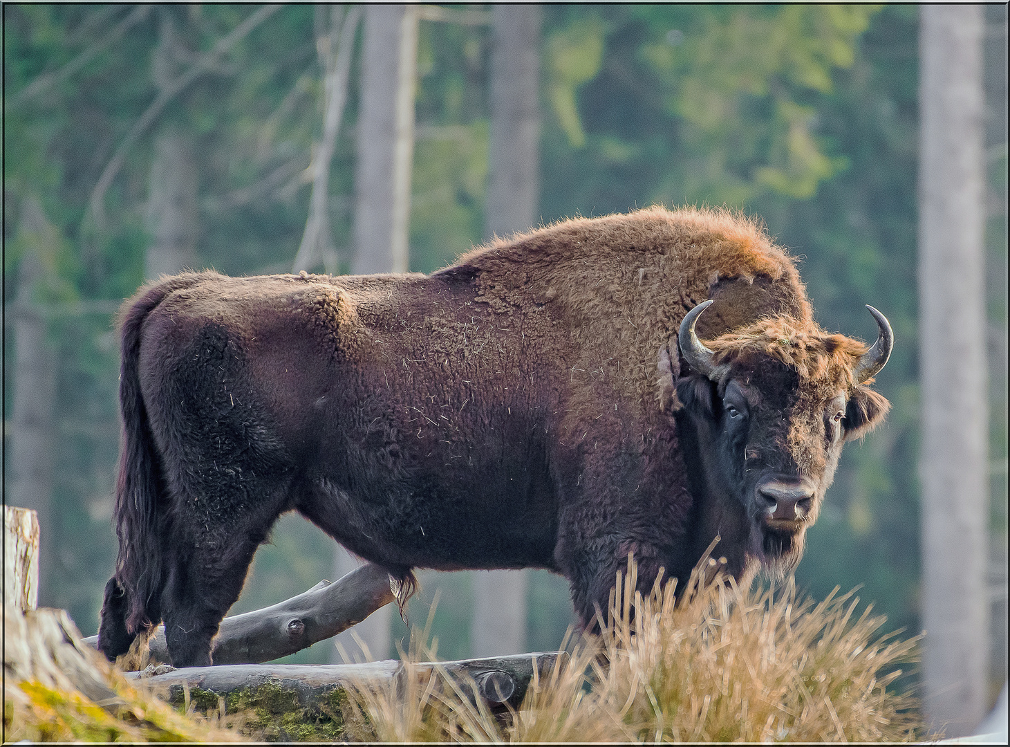 Wisent Wildnis 2016 I Foto & Bild | tiere, zoo, wildpark & falknerei ...