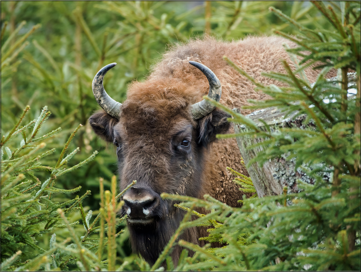 Wisent Wildnis 2016 III Foto & Bild | tiere, zoo, wildpark & falknerei ...