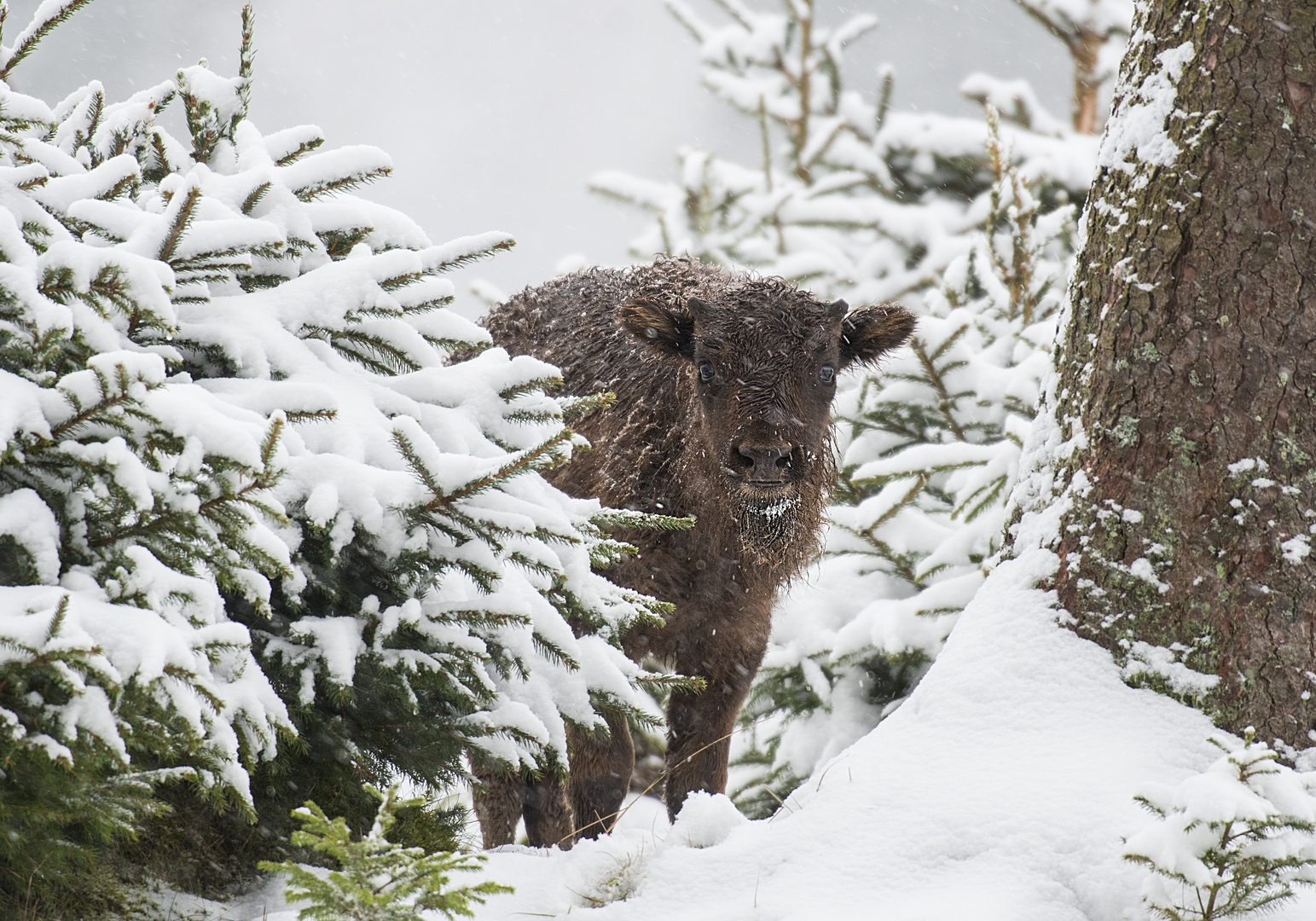 Wisente 1 Foto & Bild | natur, tiere, wildlife Bilder auf fotocommunity