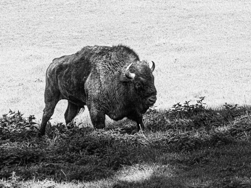 Wisente Foto & Bild | tiere, zoo, wildpark & falknerei, tiere wildpark ...