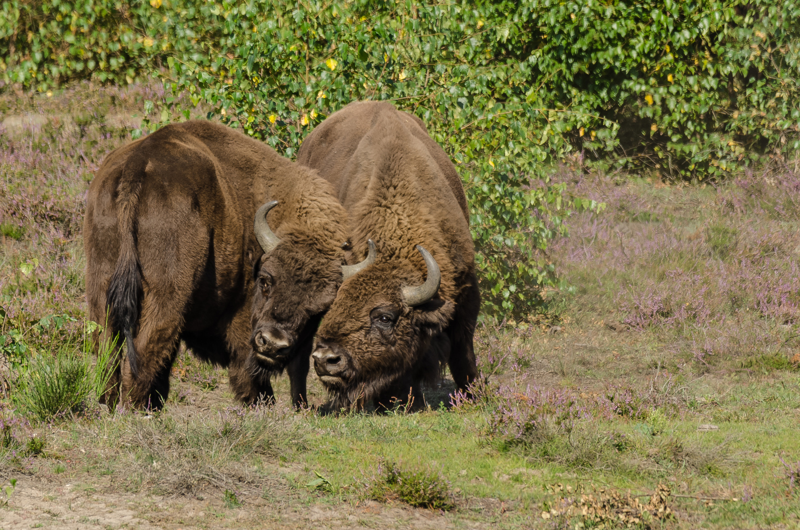 Wisente Foto & Bild | tiere, natur, säugetiere Bilder auf fotocommunity