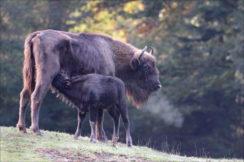 Wisente Foto & Bild | natur, tiere, wisent Bilder auf fotocommunity