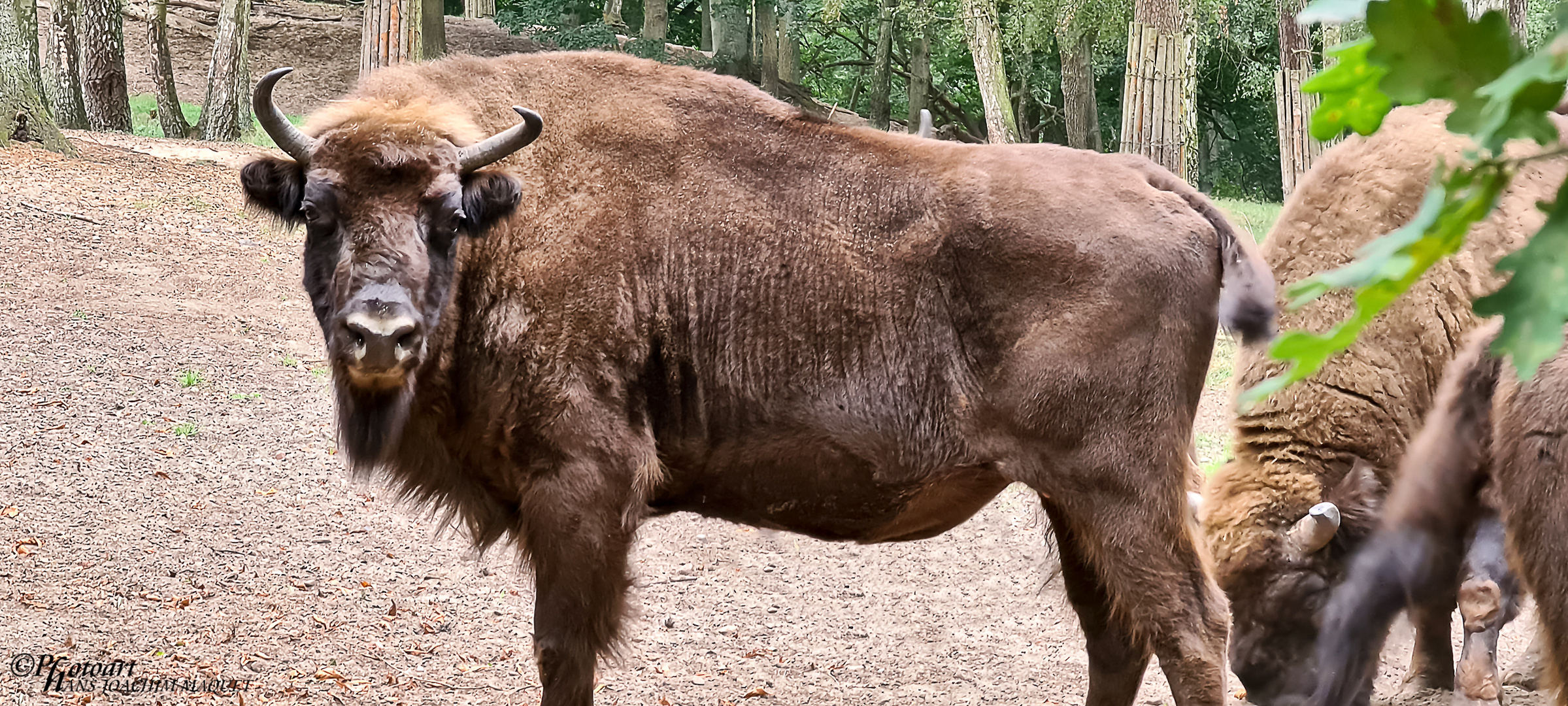 Wisente - Damerower Werder Foto & Bild | urlaub, fotos, world Bilder ...