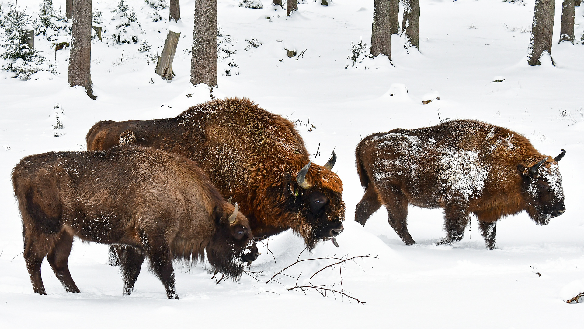 Wisente - Die sanften Riesen 6 Foto & Bild | winter, natur, landschaft ...