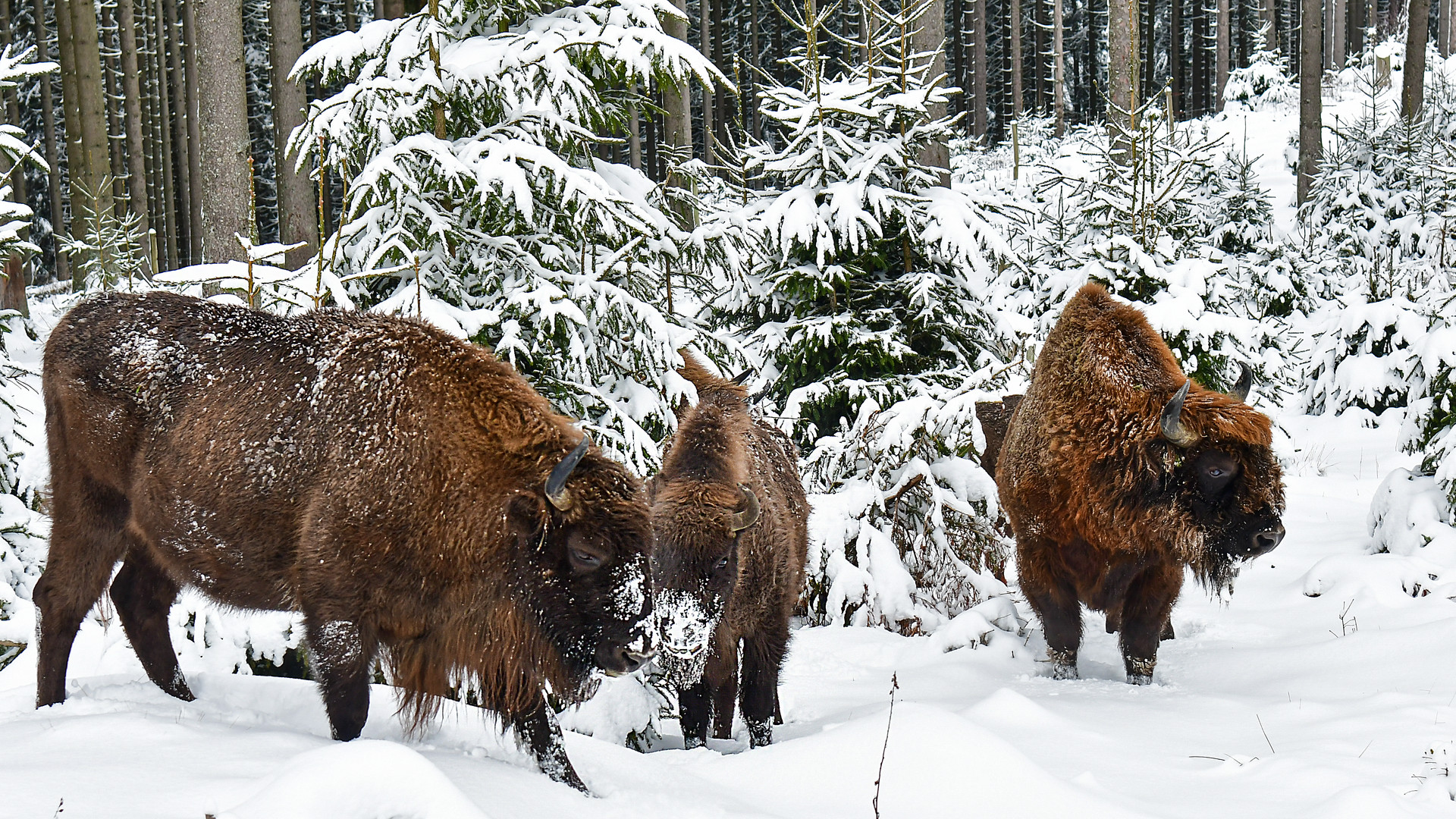Wisente - Die sanften Riesen 7 Foto & Bild | winter, natur, landschaft ...