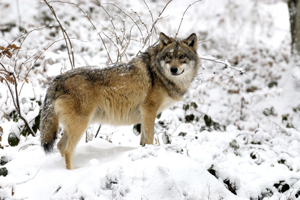 WiW Wolf im Winter, Gehegezone 1 NP Bayerischer Wald Foto & Bild ...