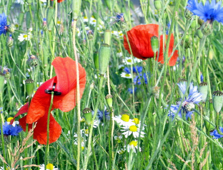 wo bitte finde ich den Sommer??? Foto & Bild | landschaft, lebensräume ... wo bitte finde ich den Sommer??? Foto & Bild | landschaft, lebensräume ...