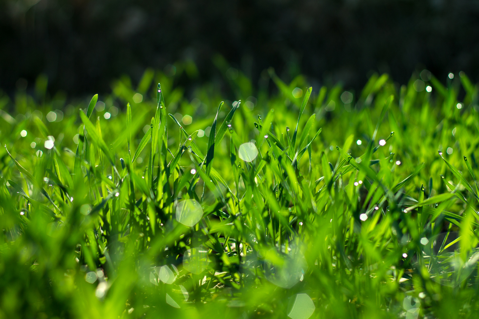 Wo das Gras grüner wächst Foto & Bild | anfängerecke - nachgefragt ...