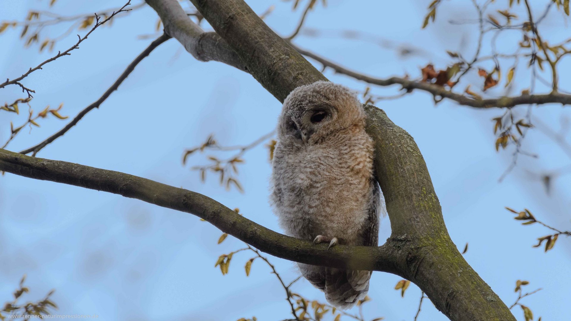 Wo ein Kauz ist..... Foto & Bild | tiere, wildlife, natur-kreativ ...