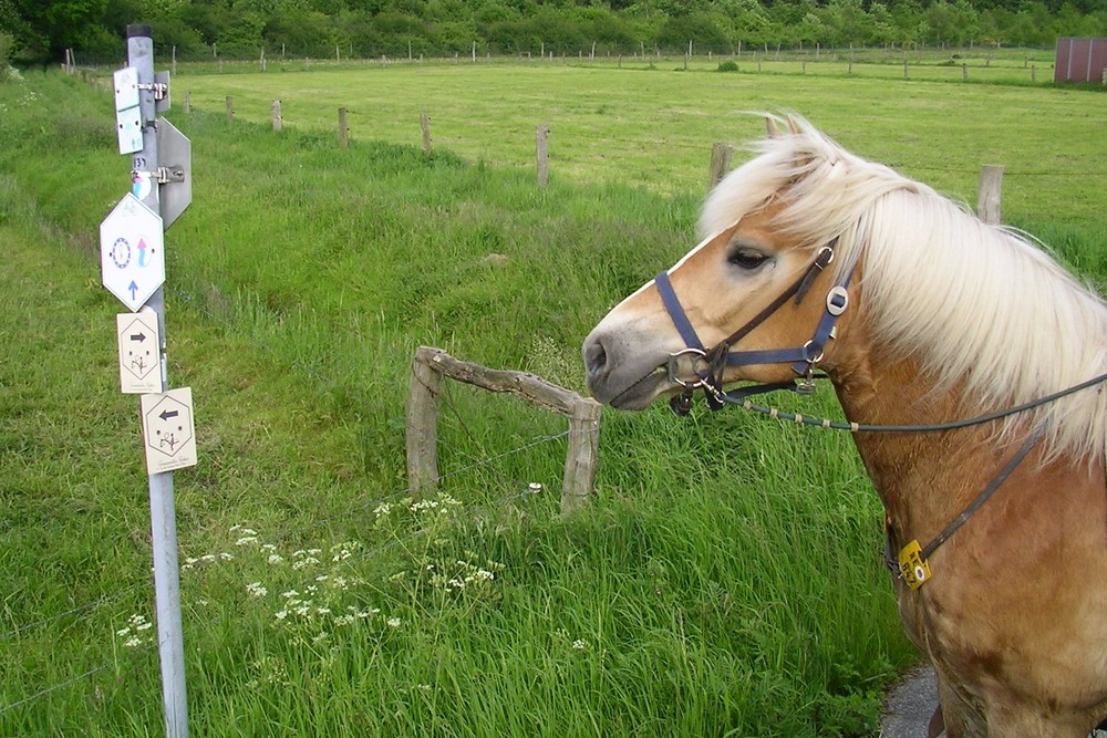 Wo geht es denn hier nach Hause? Foto & Bild | tiere, haustiere, pferde ... Wo geht es denn hier nach Hause? Foto & Bild | tiere, haustiere, pferde ...