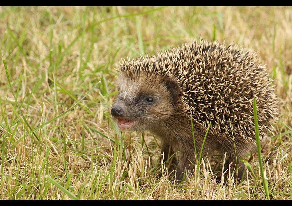 Wo gibts das beste Futter ? Foto & Bild | tiere, wildlife, säugetiere ...