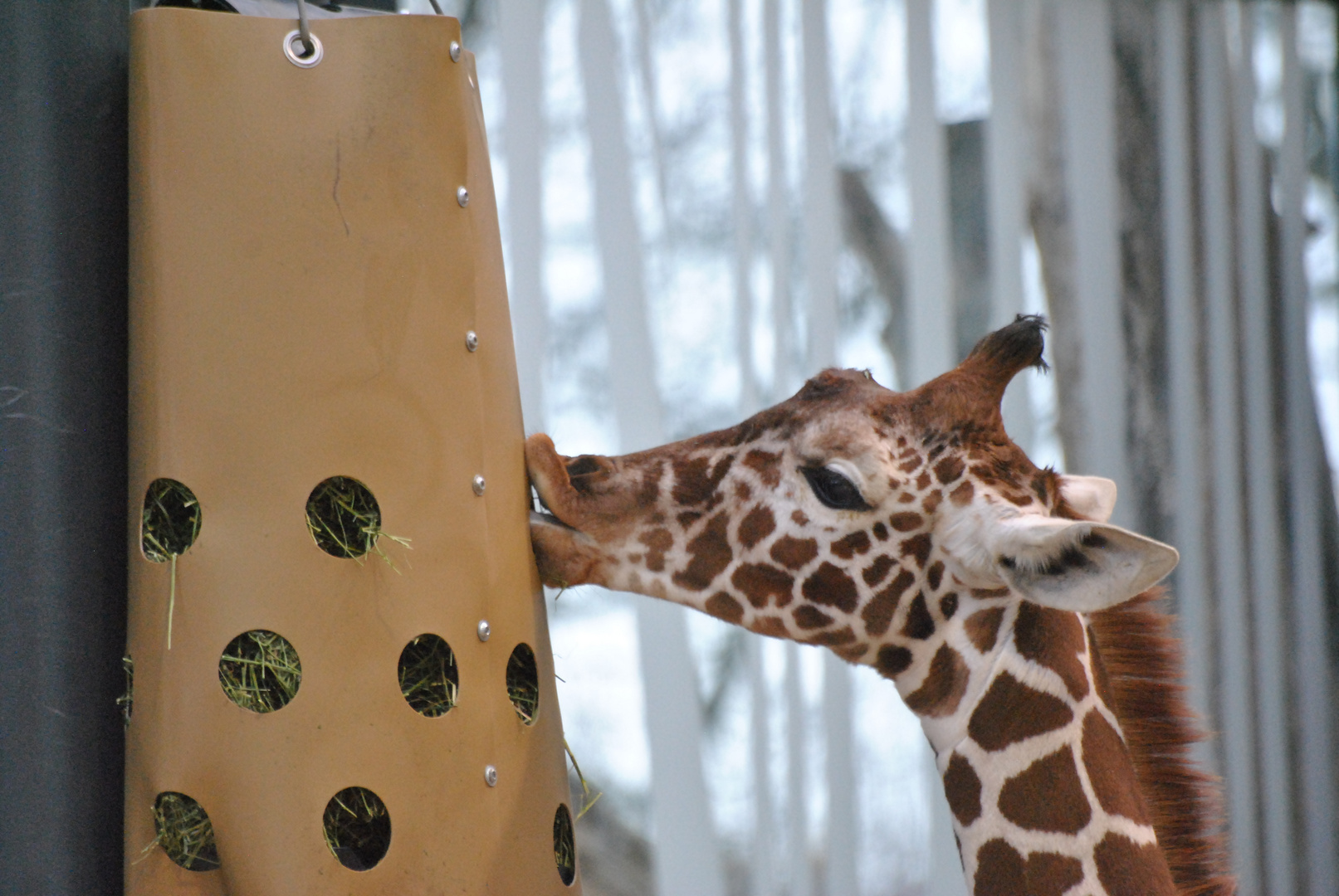 Wo ist das Futter Foto & Bild | tiere, zoo, wildpark & falknerei ...