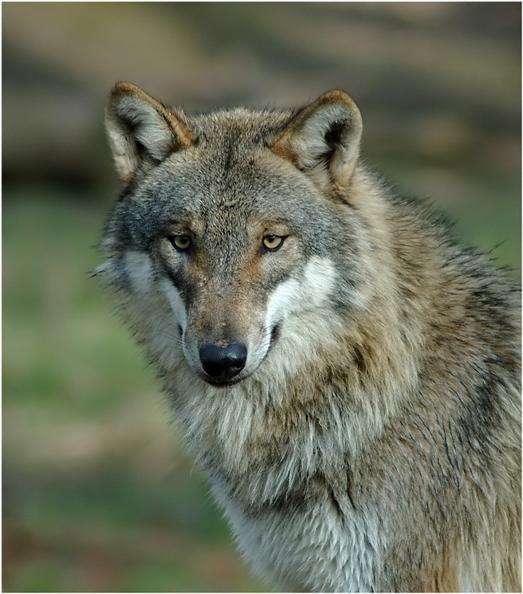 Wo ist das Rotkäppchen? Foto & Bild | tiere, zoo, wildpark & falknerei ...