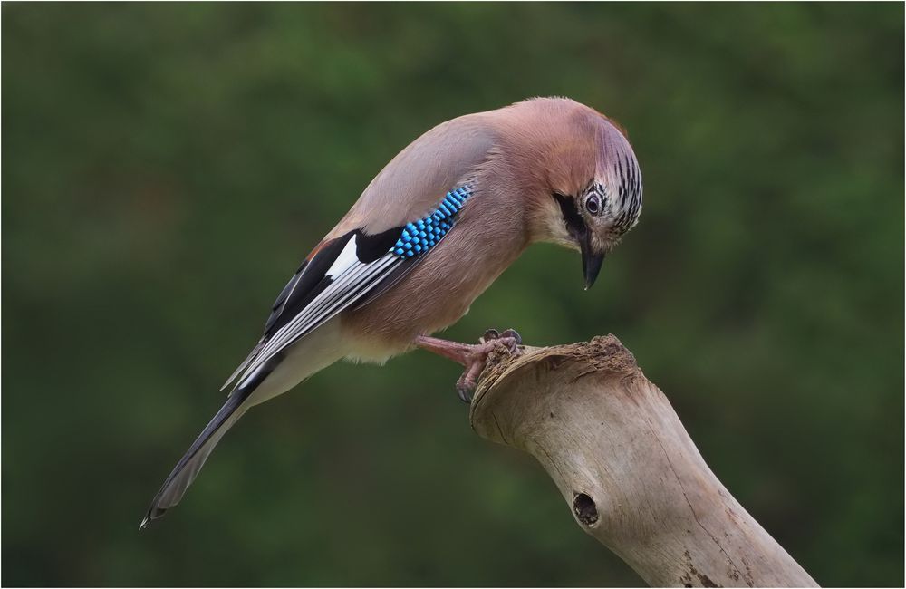 Wo ist denn nur die Nuss...... Foto & Bild | natur, nahaufnahme ...