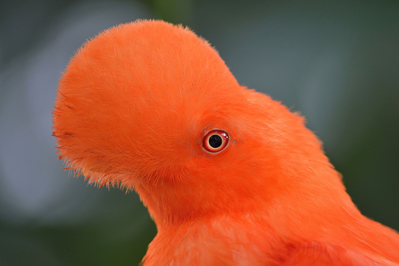 Wo ist der Schnabel...?! Foto & Bild | tiere, zoo, wildpark & falknerei ...