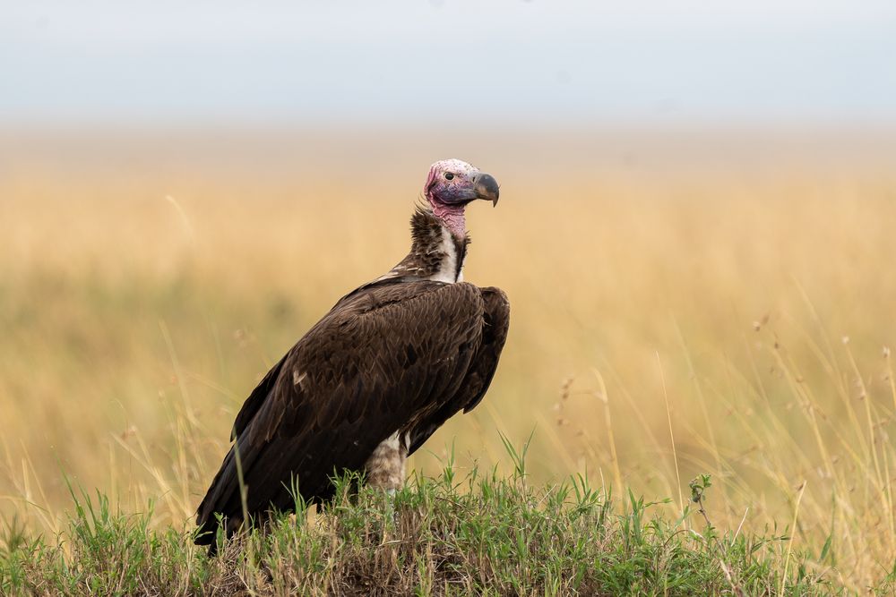 wo ist die Beute? Foto & Bild | fotos, natur, landschaft Bilder auf ...