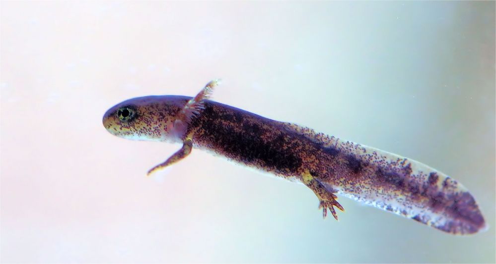 Wo man Larven findet... Foto & Bild | tiere, wildlife, amphibien ...