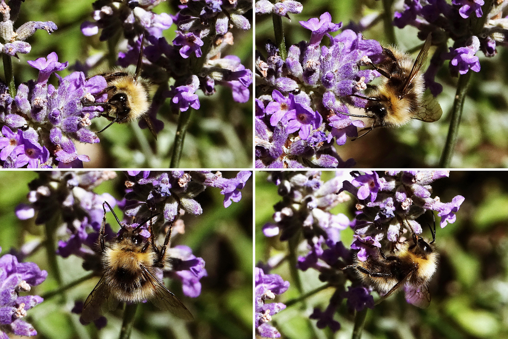 wo sich Hummeln tummeln Foto & Bild | natur, fliege, insekten Bilder ...