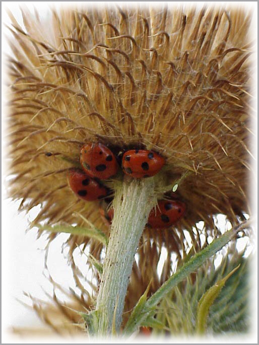 Wo sind den die ganzen Käfer hin ??? Foto & Bild | nah- & makro, techniken, aufnahme-techniken ...