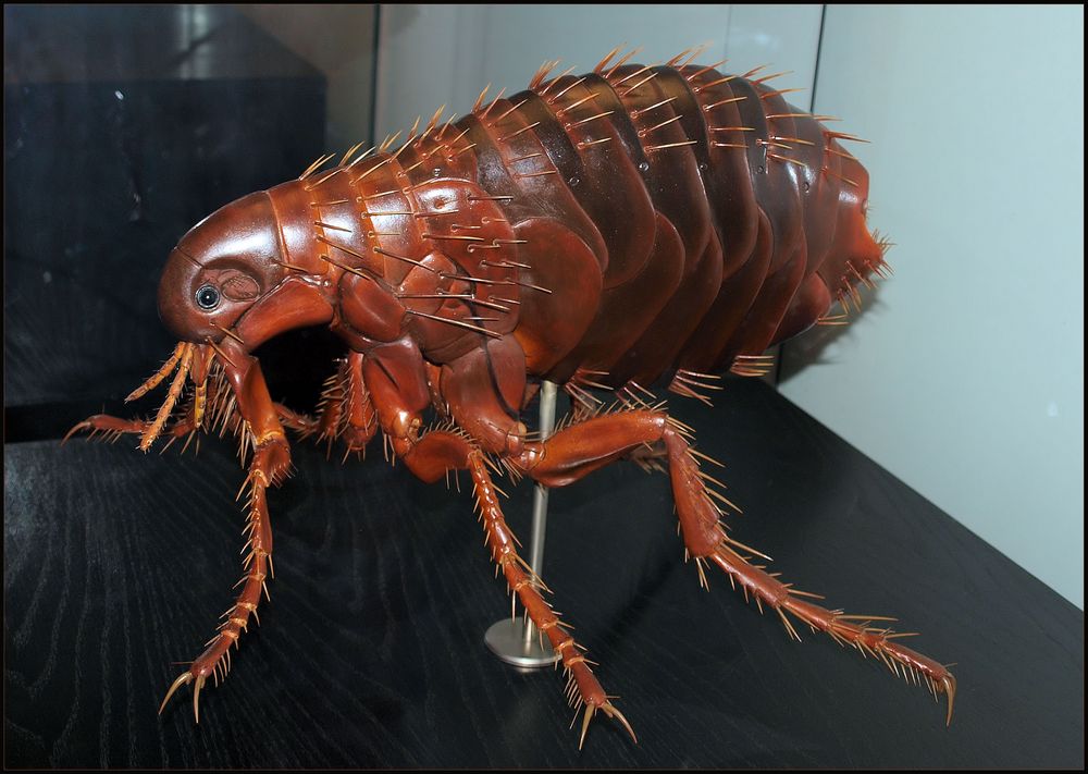 Wo steht dieser Floh... Foto & Bild | kunstfotografie & kultur ...